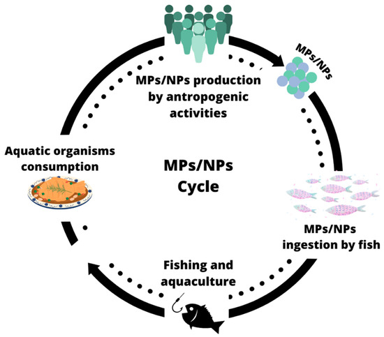 Environments | Free Full-Text | The Impact of Micro- and Nanoplastics on Aquatic Organisms ...