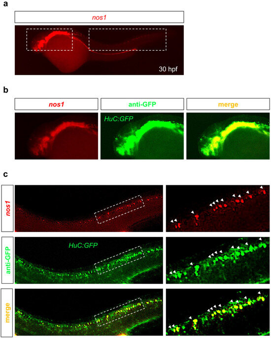 Exposure of Zebrafish Embryos to Urea Affects NOS1 Gene Expression in Neuronal Cells