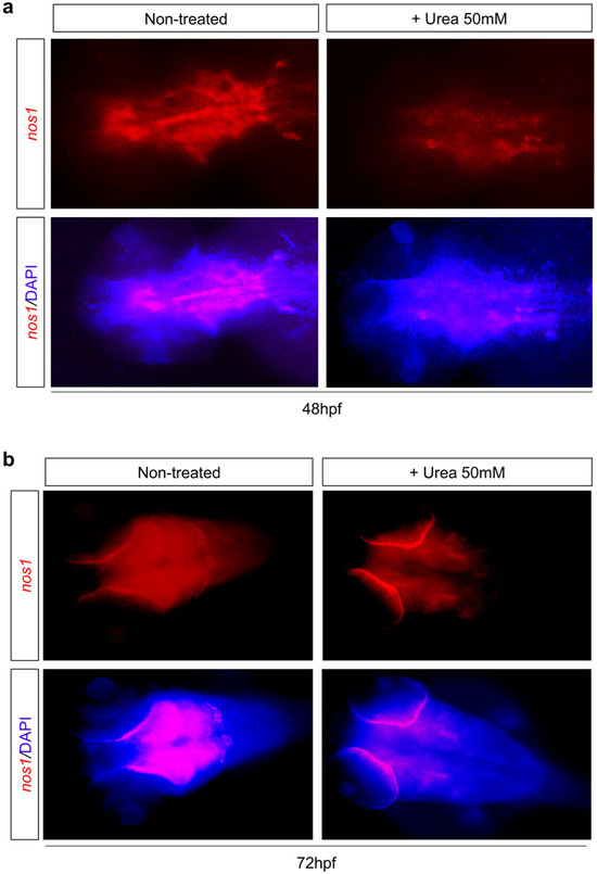 Exposure of Zebrafish Embryos to Urea Affects NOS1 Gene Expression in Neuronal Cells