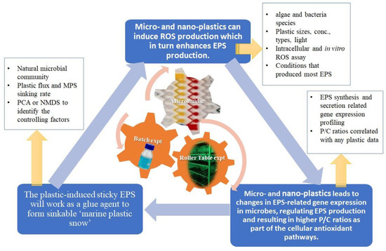 Micro- and Nano-Plastics Induced Release of Protein-Enriched Microbial ...