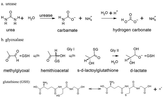 Nickel and Soil Fertility: Review of Benefits to Environment and Food ...