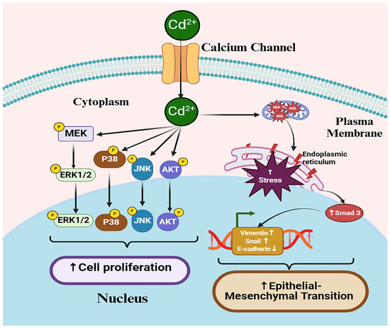 The Emerging Role of Environmental Cadmium Exposure in Prostate Cancer ...