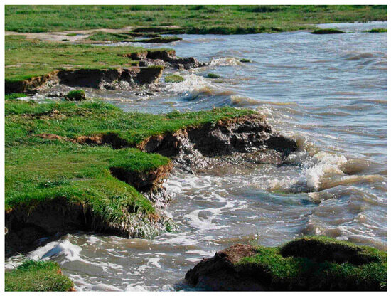 Management of Wadden Sea Salt Marshes in the Context of Nature ...