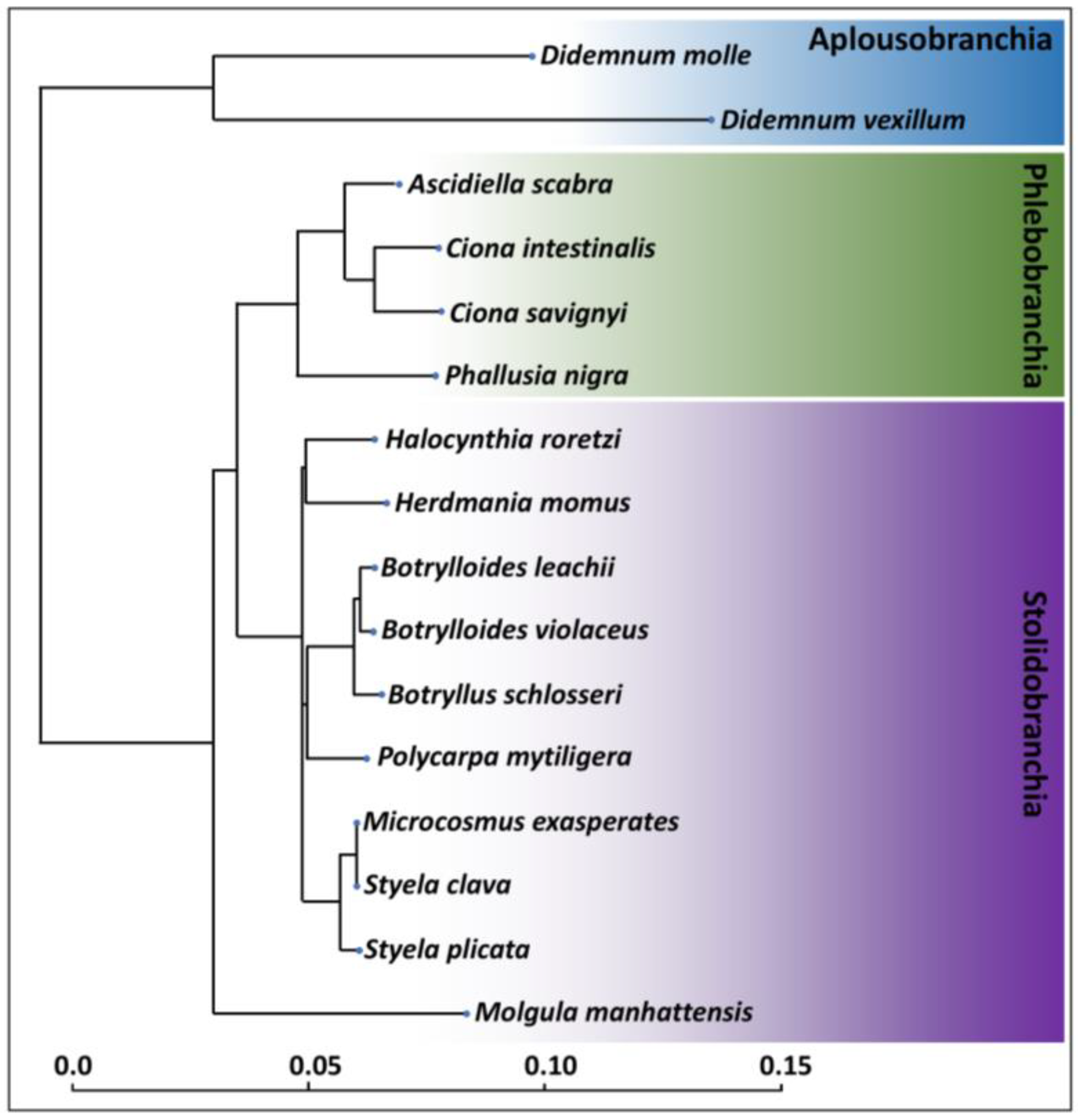 Harnessing Ascidians as Model Organisms for Environmental Risk Assessment