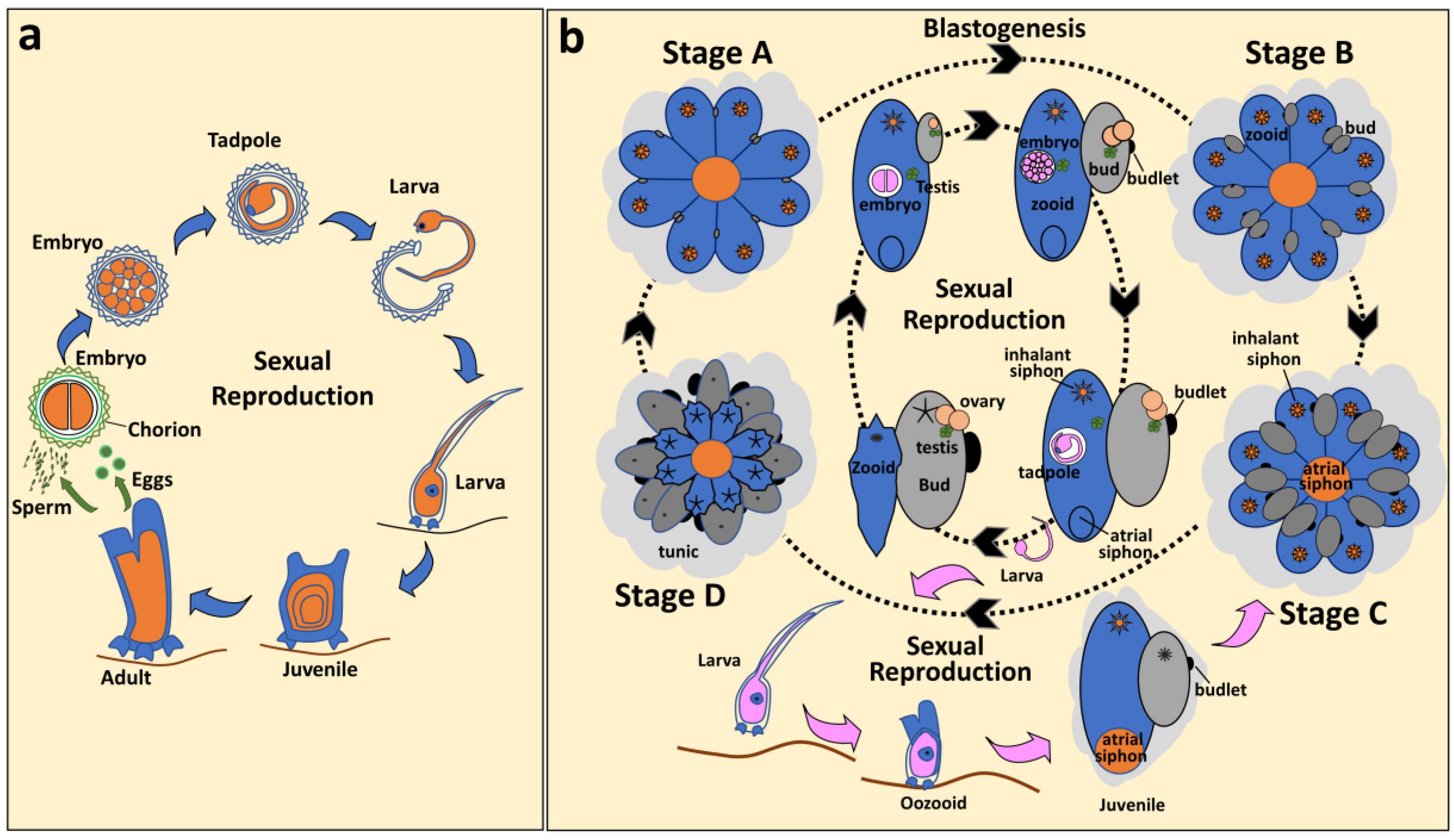 Harnessing Ascidians as Model Organisms for Environmental Risk Assessment