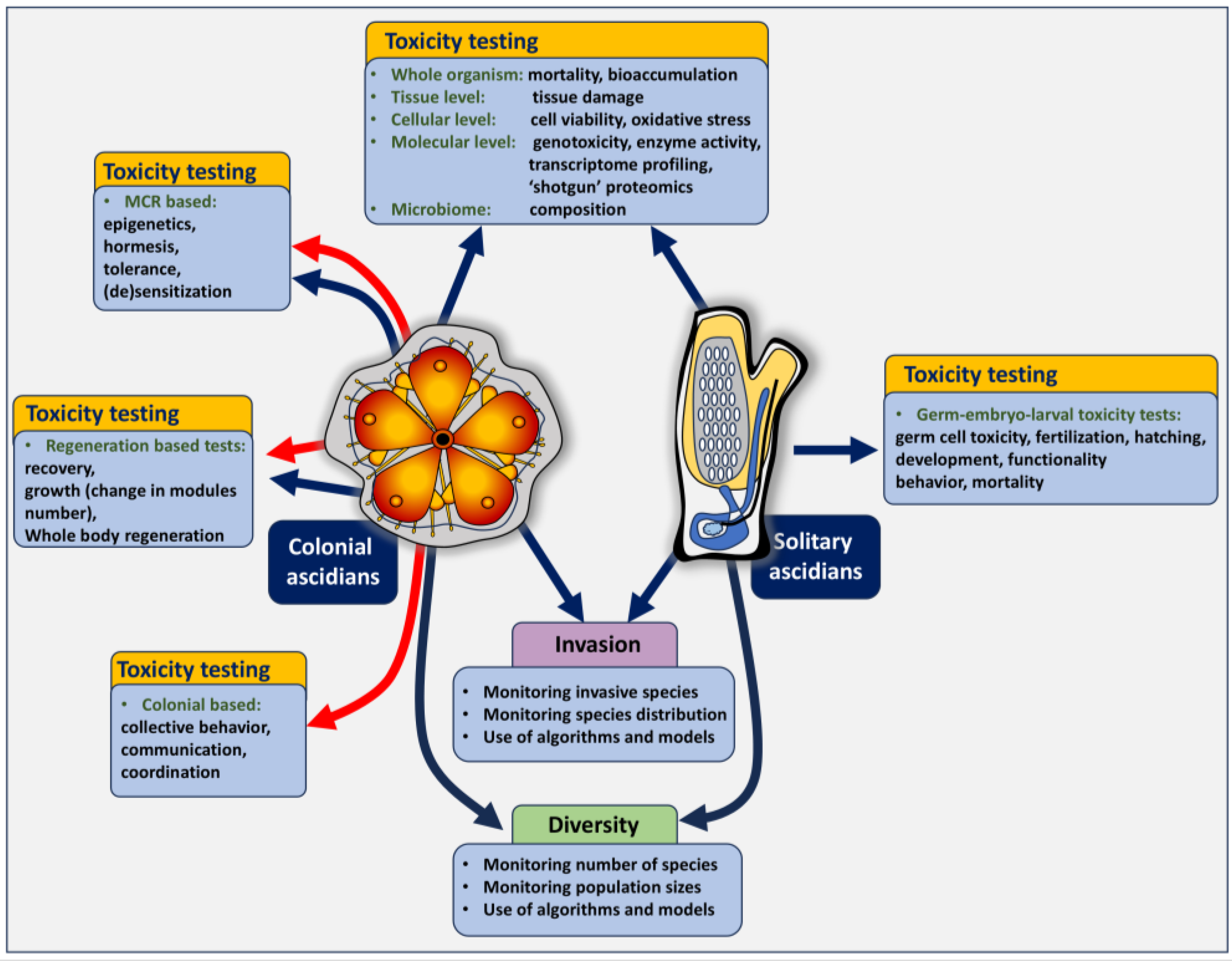 Harnessing Ascidians as Model Organisms for Environmental Risk Assessment