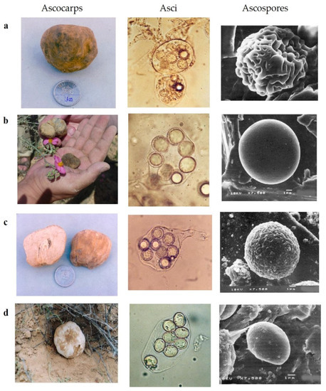 Desert Truffles and Truffles in Morocco: Biodiversity of Promising ...