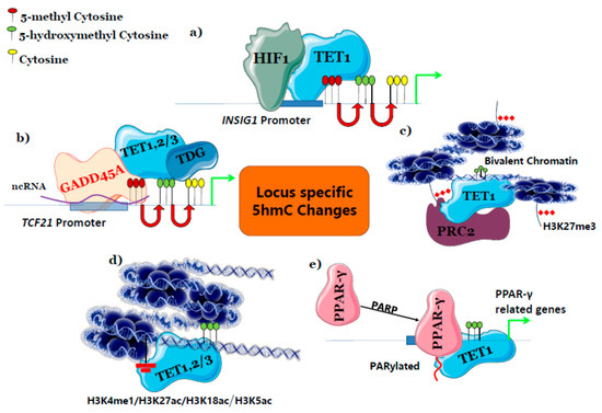 Regulation and Functional Significance of 5-Hydroxymethylcytosine in Cancer