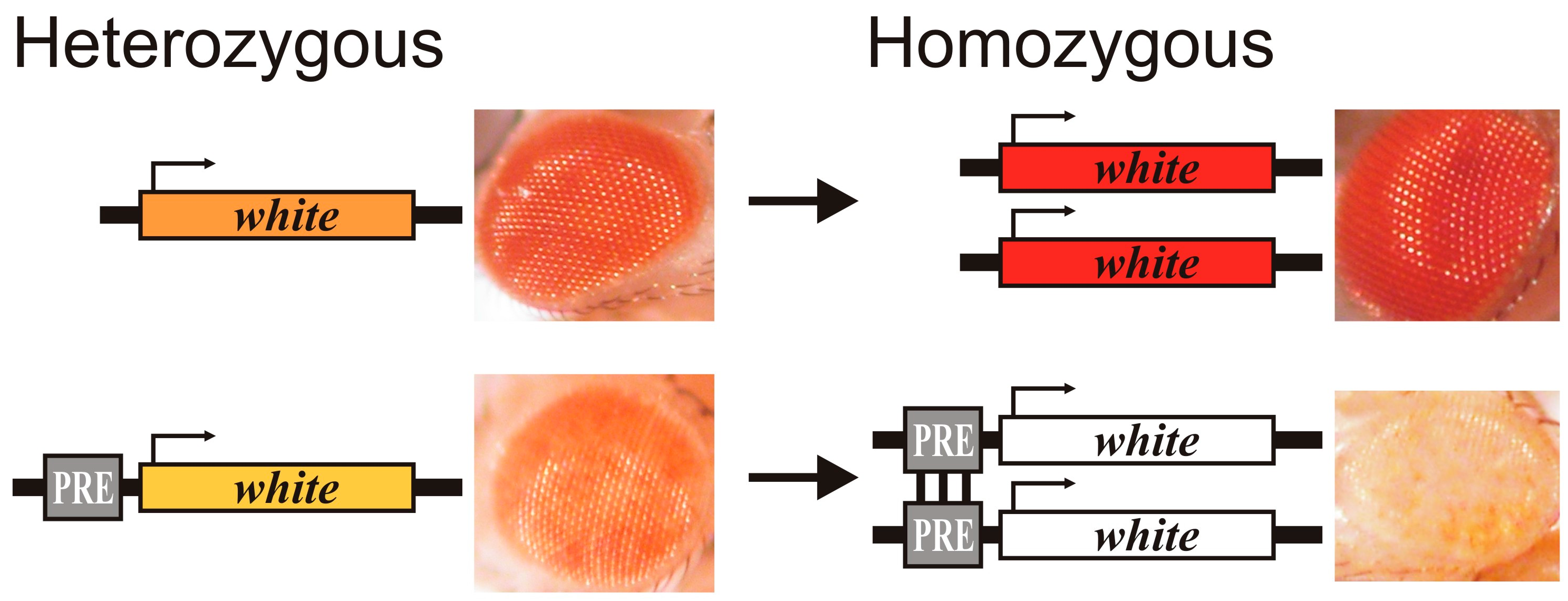 Epigenomes | Free Full-Text | Drosophila DNA-Binding Proteins in ...