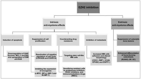 Targeting EZH2 in Multiple Myeloma—Multifaceted Anti-Tumor Activity