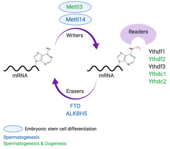 Role of m6A in Embryonic Stem Cell Differentiation and in Gametogenesis