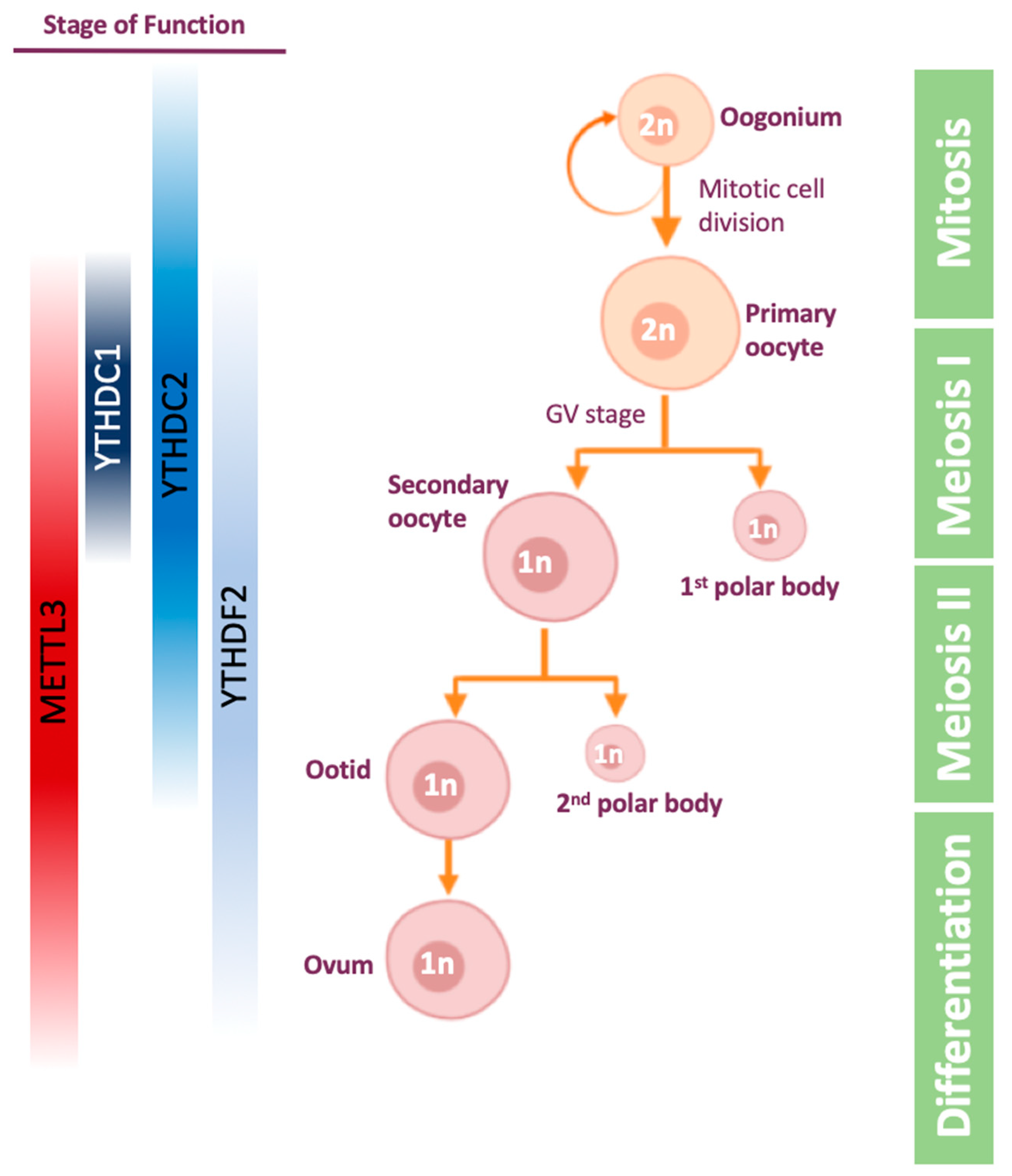Role of m6A in Embryonic Stem Cell Differentiation and in Gametogenesis