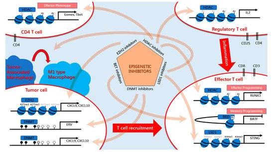 Combinatorial Epigenetic and Immunotherapy in Breast Cancer Management ...