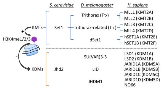 H3K4 Methylation in Aging and Metabolism