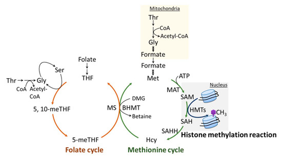 H3K4 Methylation in Aging and Metabolism
