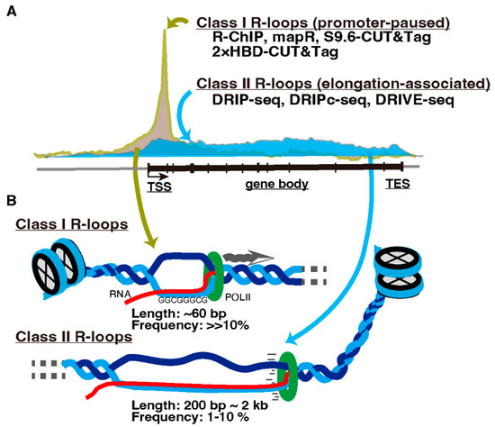 R-Loop Formation in Meiosis: Roles in Meiotic Transcription-Associated ...