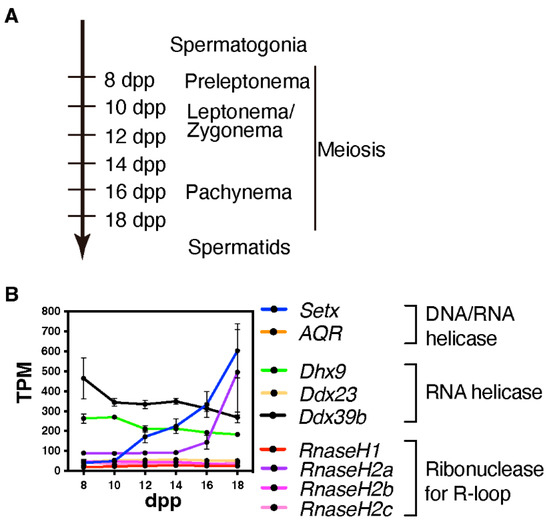 R-Loop Formation in Meiosis: Roles in Meiotic Transcription-Associated ...