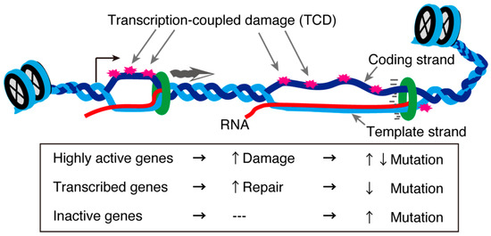 R-Loop Formation in Meiosis: Roles in Meiotic Transcription-Associated ...