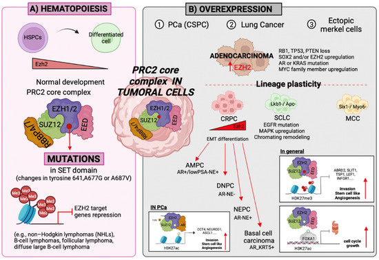 Epigenomes | Free Full-Text | Polycomb Directed Cell Fate Decisions in ...