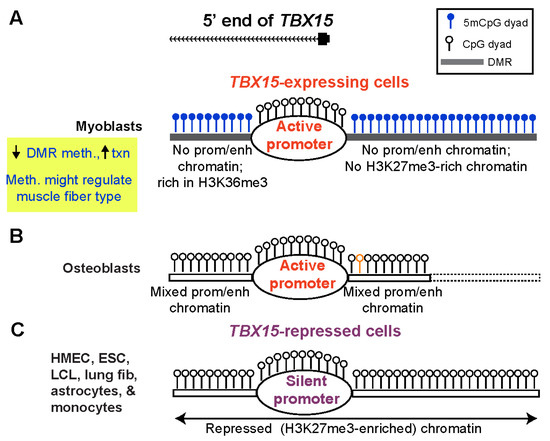 Epigenomes | Free Full-Text | Promoter-Adjacent DNA Hypermethylation ...