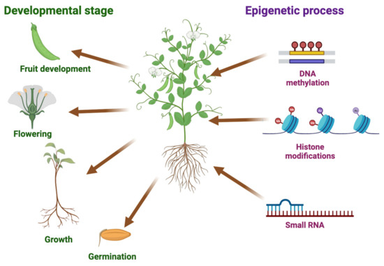 Epigenetic Regulation in Heterosis and Environmental Stress: The Challenge of Producing Hybrid ...