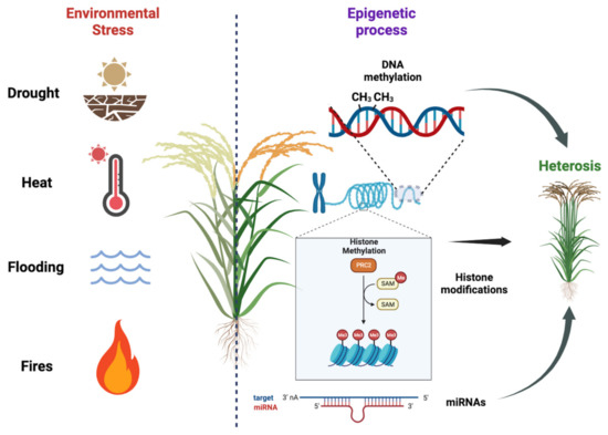 Epigenetic Regulation in Heterosis and Environmental Stress: The ...