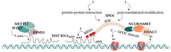 Epigenomes | Free Full-Text | IndiSPENsable for X Chromosome ...