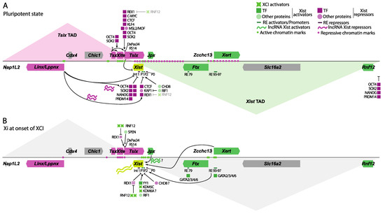 Orchestrating Asymmetric Expression: Mechanisms behind Xist Regulation
