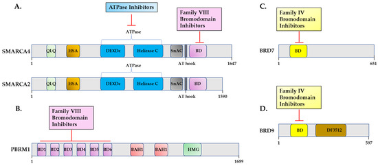 Epigenomes | Free Full-Text | Targeting SWI/SNF Complexes in Cancer ...
