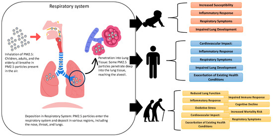 Pathogenesis of PM2.5-Related Disorders in Different Age Groups: Children, Adults, and the Elderly