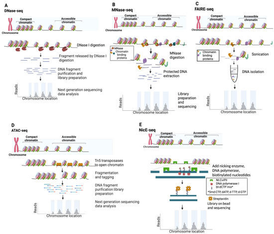 Emerging Approaches to Profile Accessible Chromatin from Formalin-Fixed Paraffin-Embedded Sections