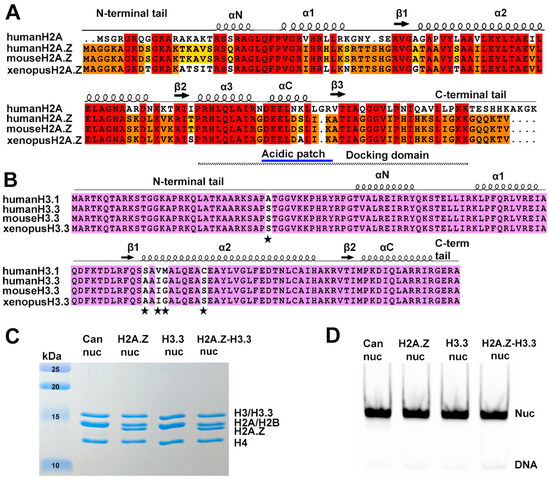 Structural and Biochemical Characterization of the Nucleosome Containing Variants H3.3 and H2A.Z