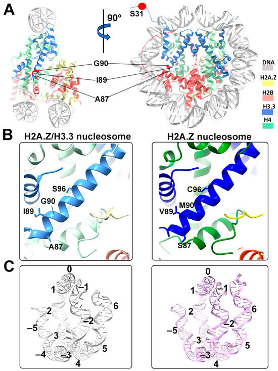Structural and Biochemical Characterization of the Nucleosome Containing Variants H3.3 and H2A.Z