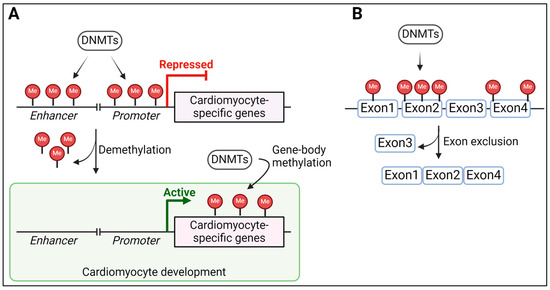 Epigenomes | Free Full-Text | Epigenetic Regulation of Mammalian ...