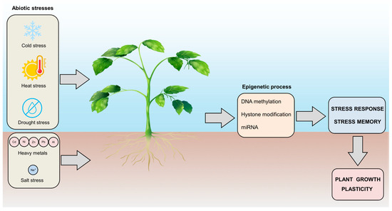 Unravelling the Epigenetic Code: DNA Methylation in Plants and Its Role ...