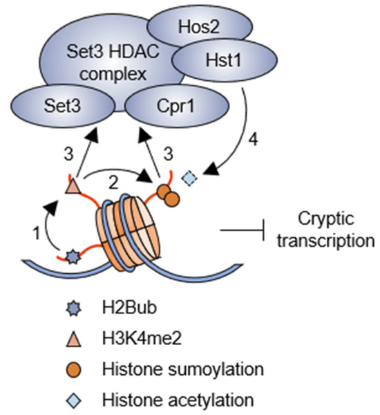 Histone Modification Pathways Suppressing Cryptic Transcription