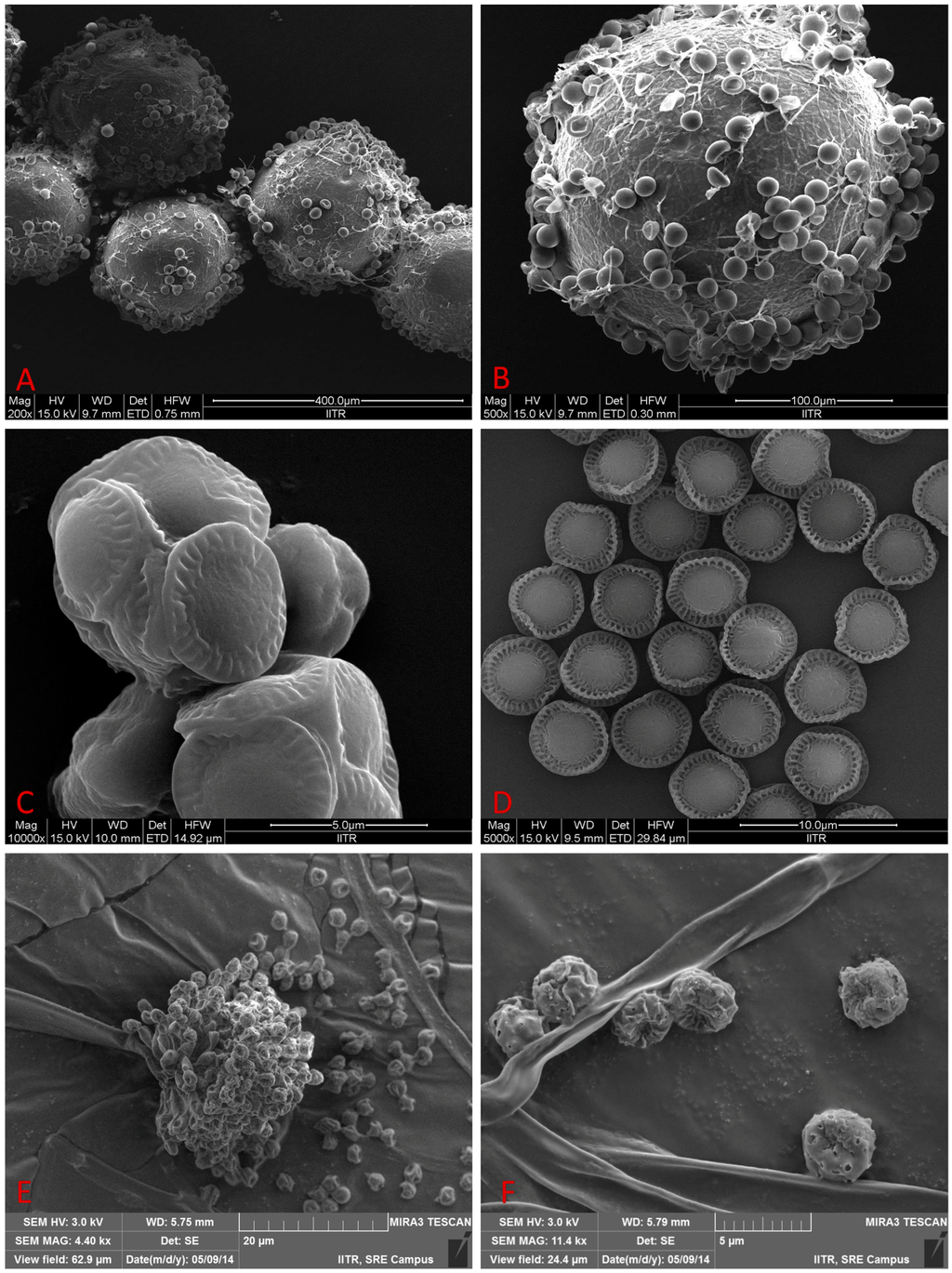 Fermentation | Special Issue : Beneficial Fermentation Microbes and ...