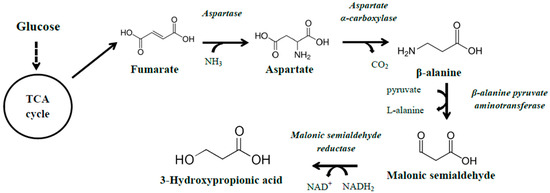Biological Production of 3-Hydroxypropionic Acid: An Update on the ...
