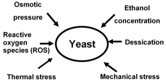 Yeast Flocculation—Sedimentation and Flotation