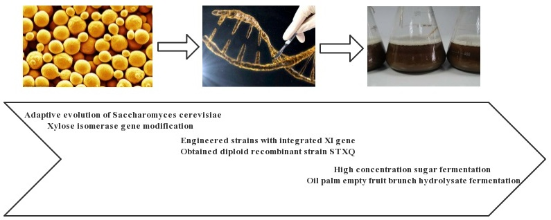 Fermentation | Free Full-Text | Recombinant Diploid Saccharomyces ...