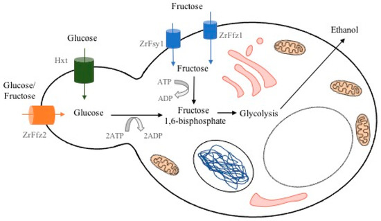 Zygosaccharomyces rouxii: Control Strategies and Applications in Food ...