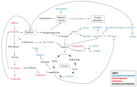 Solid State Fermentation of Brewers’ Spent Grains for Improved ...