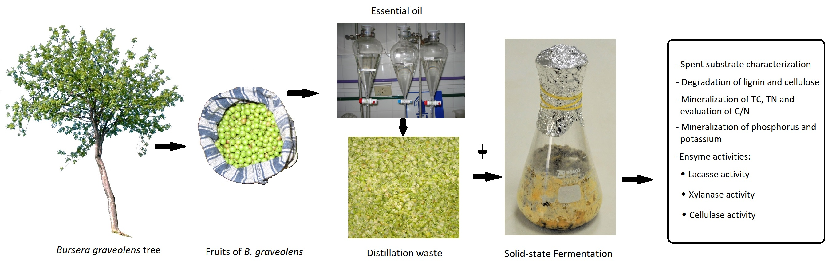 Fermentation | Free Full-Text | Biodegradation of Residues from the ...