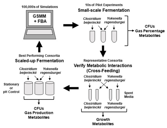 Developing a Microbial Consortium for Enhanced Metabolite Production ...