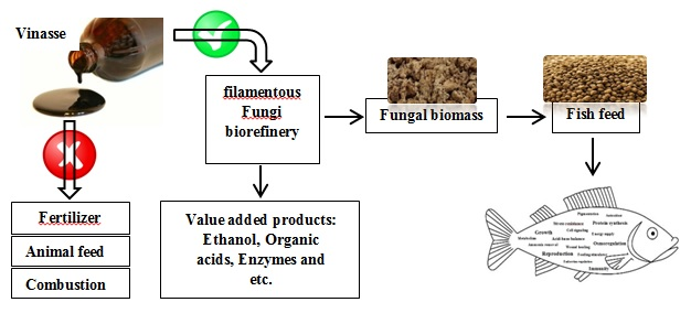 Fermentation | Free Full-Text | Evaluation of Filamentous Fungal Biomass Cultivated on Vinasse ...