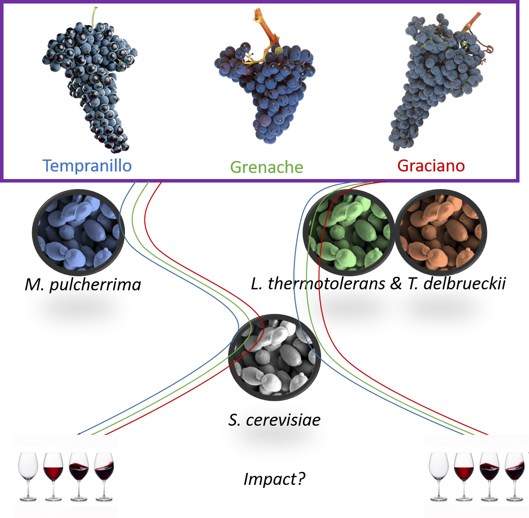 Fermentation | Free Full-Text | Do Non-Saccharomyces Yeasts Work ...