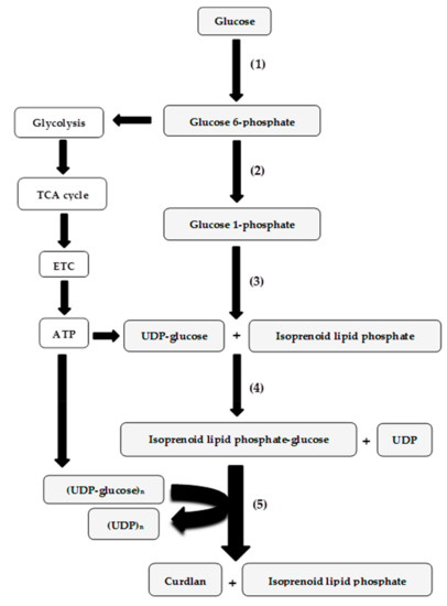 Production of the Polysaccharide Curdlan by Agrobacterium species on ...
