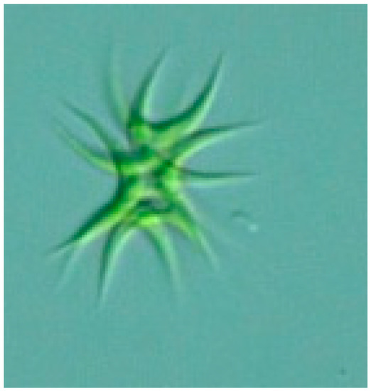 Selenastrum Capricornutum a New Strain of Algae for Biodiesel Production