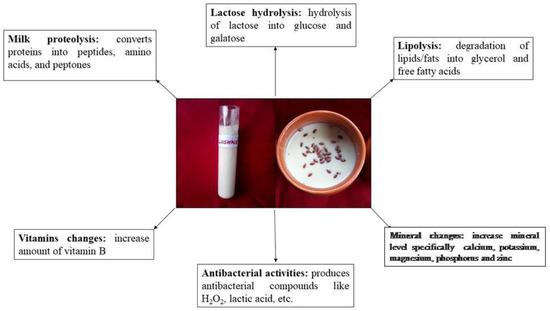 Microbial Fermentation and Its Role in Quality Improvement of Fermented ...