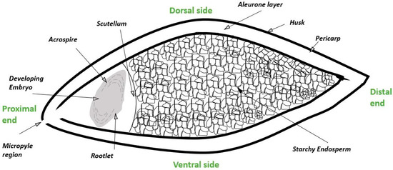 Rootlets, a Malting By-Product with Great Potential
